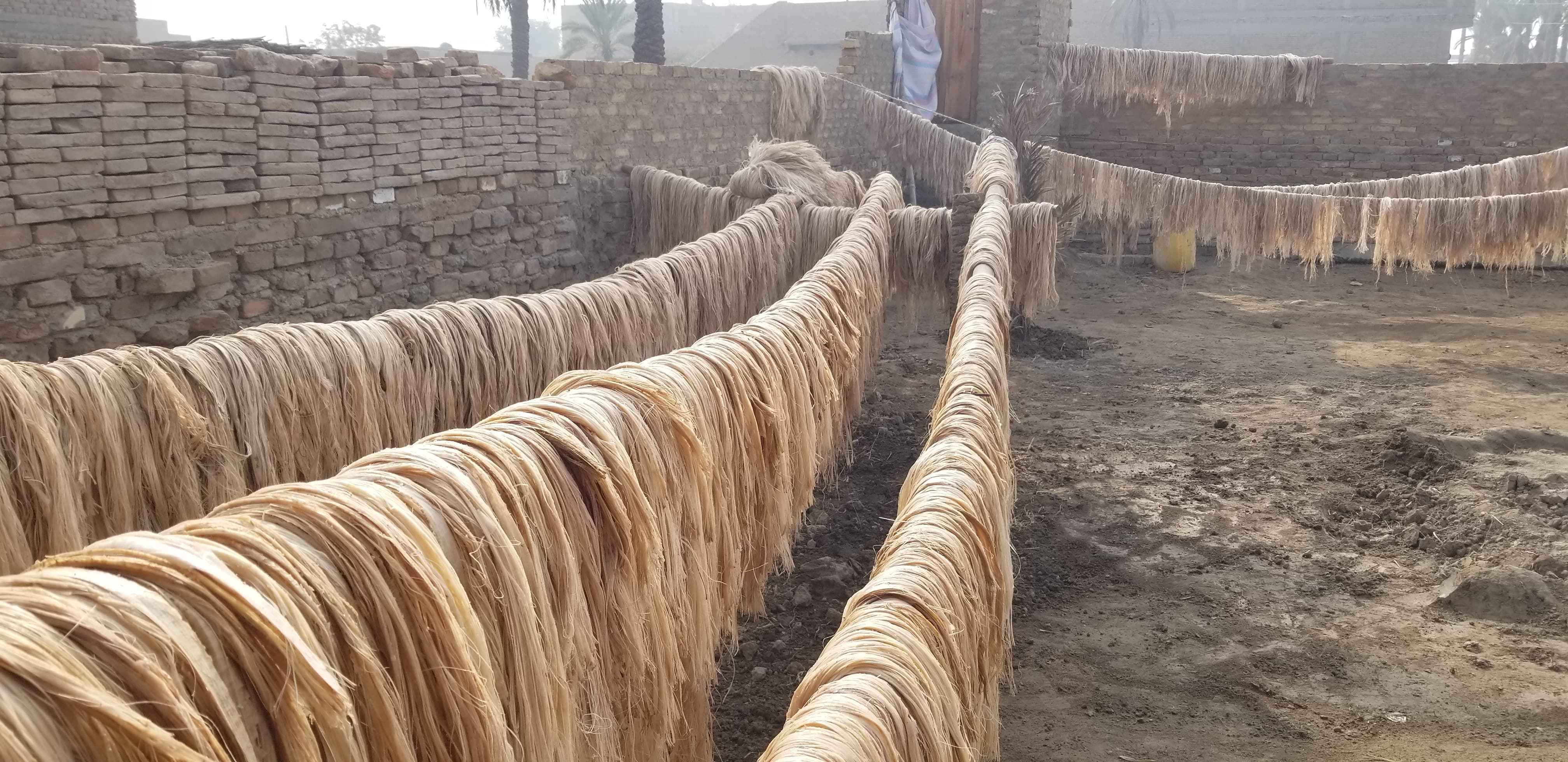 From Plant to Product: The Journey of Banana Fiber in Textiles – The ...
