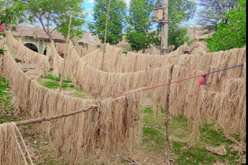 Natural Raw Banana Fibers - The Natural Fiber Company